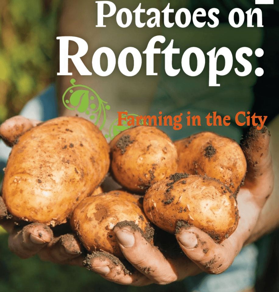 2-4 Potato Lab 10th Grade Flashcard | Wayground