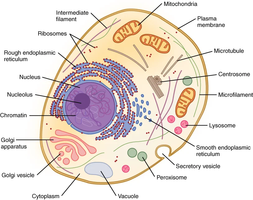 Cell Structure and Function Flashcard #2_Slides 50-66 9th Grade Flashcard | Wayground