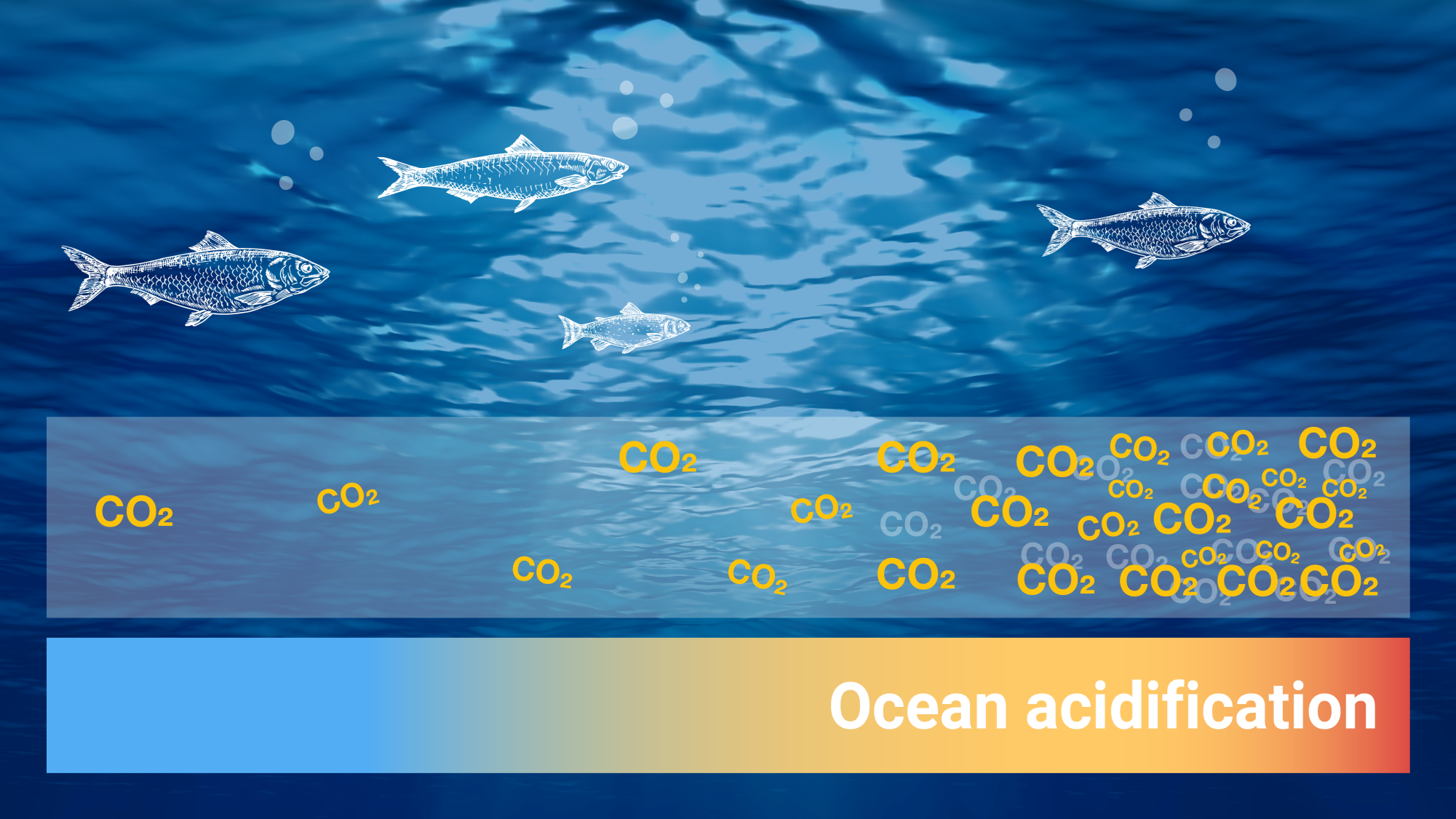 3.7 Water Lab Review - Ocean Acidification Flashcard 10th Grade ...