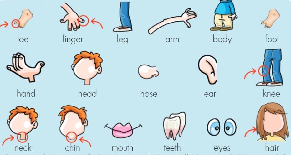 Italian Body Parts Identification 10th Grade Flashcard | Quizizz