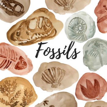 Fossils and Rock Layers Flashcard 4th Grade Flashcard | Wayground ...