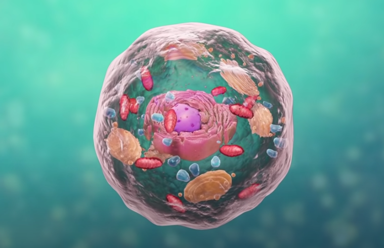 Cell Structure and Function Flashcard 9th Grade Flashcard | Wayground