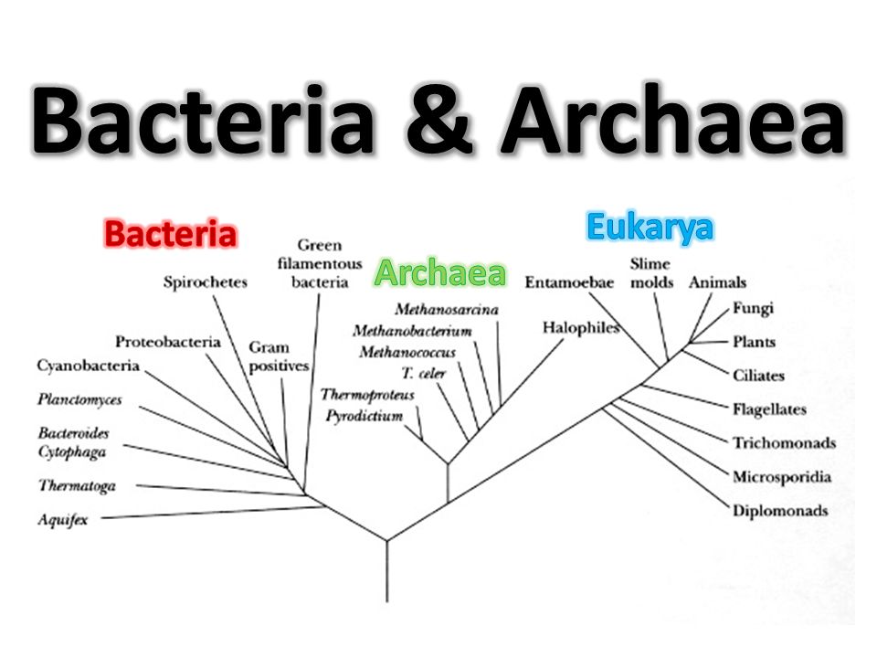 Archaea, Bacteria, Protists, and Fungi Review 7th Grade Flashcard ...
