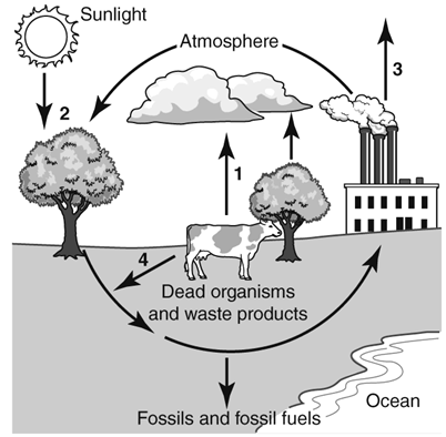 GENERAL: Carbon Cycle Flashcard Flashcards