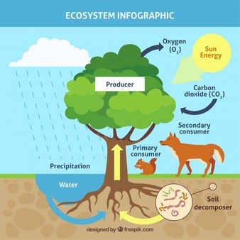 Ecosystem Roles of Organisms Flashcards
