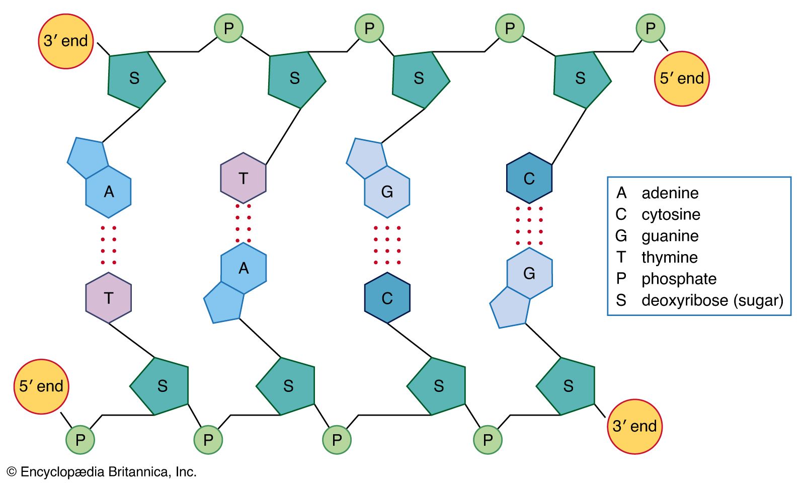 DNA Structure 7th Grade Flashcard | Quizizz