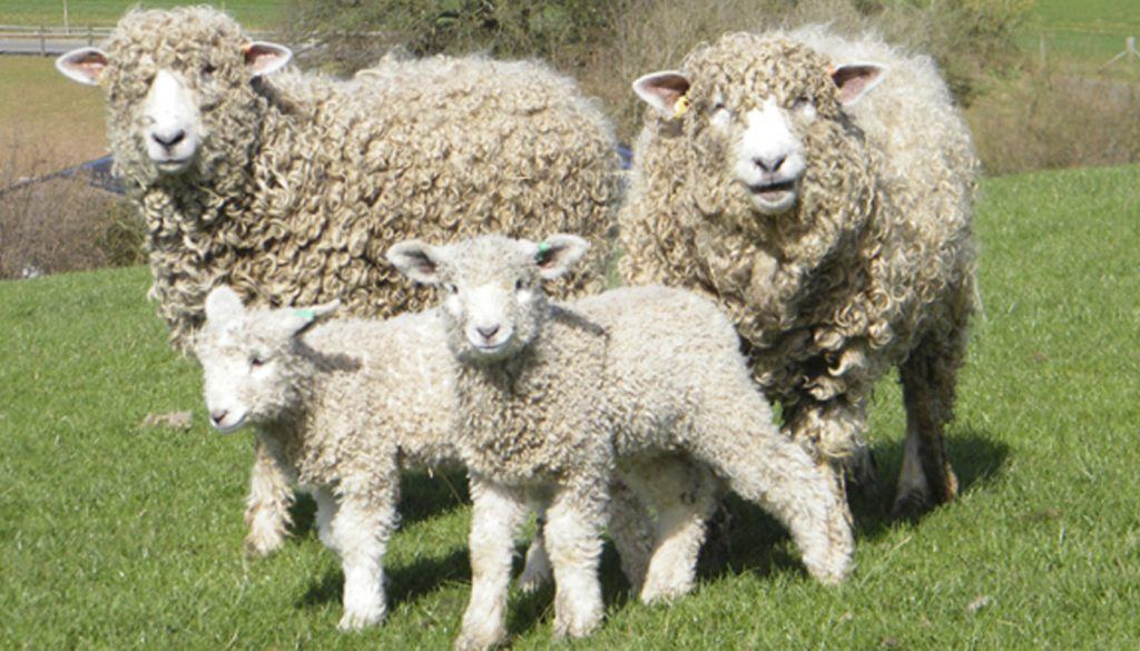 Sheep Terminology and Breeds 9th - 12th Grade Flashcard | Quizizz