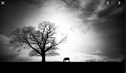 Composition in Photography Flashcards