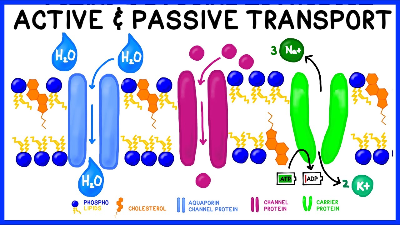 Passive and Active Transport Practice 9th - 12th Grade Quiz | Wayground