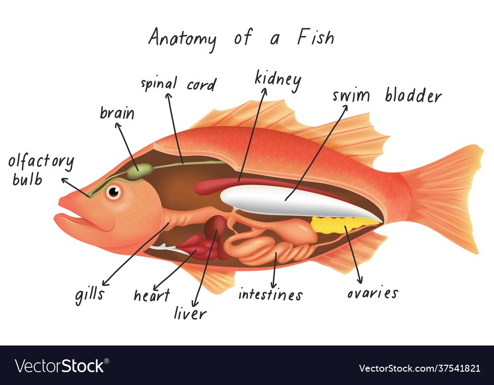 Fish Morphology & Anatomy Practice 11th Grade Flashcard | Wayground ...