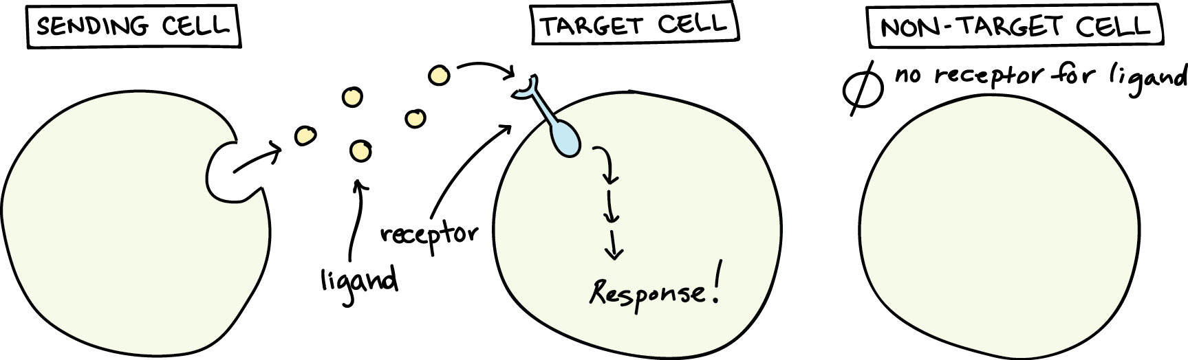 Cell Signaling and Signal Transduction Flashcards