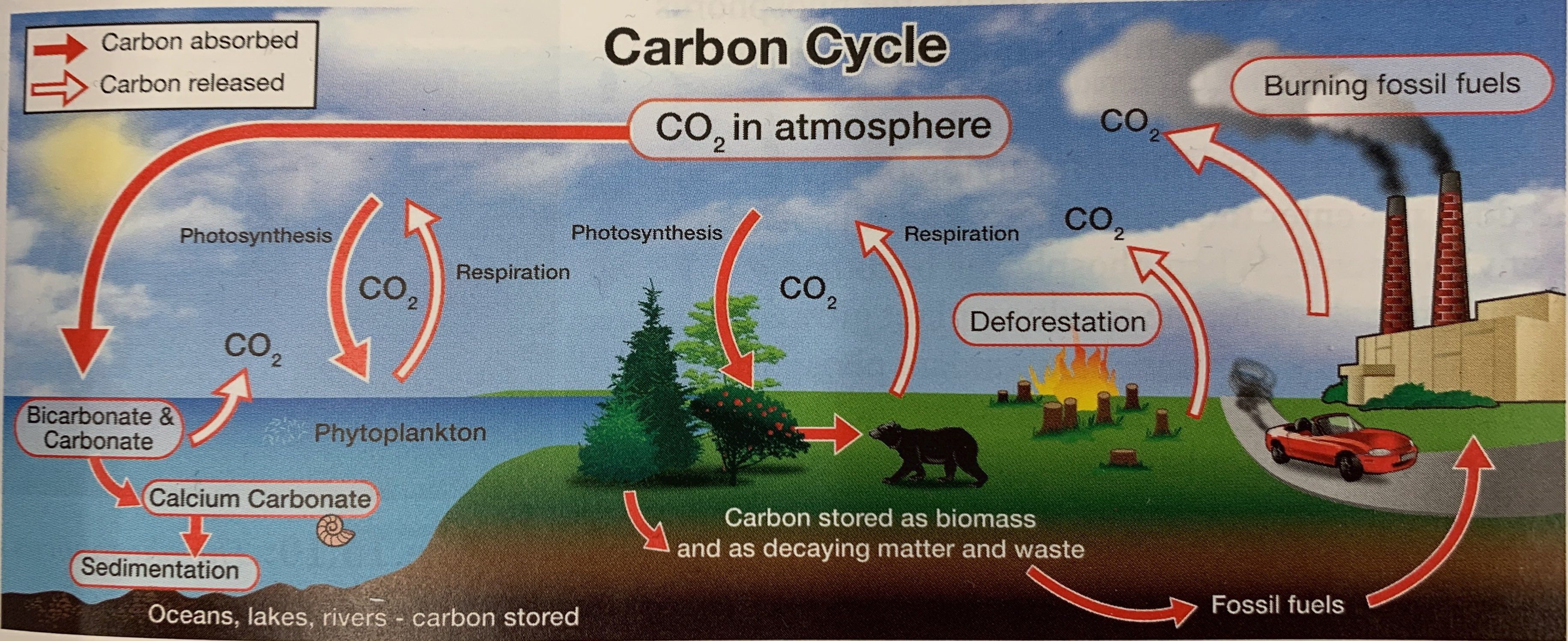 Carbon Cycle and Human Impact Flashcards