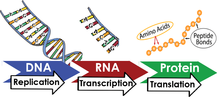 Unit 4 Concepts 1 & 2: DNA Replication, Protein Synthesis 9th - 12th Grade Flashcard | Wayground ...