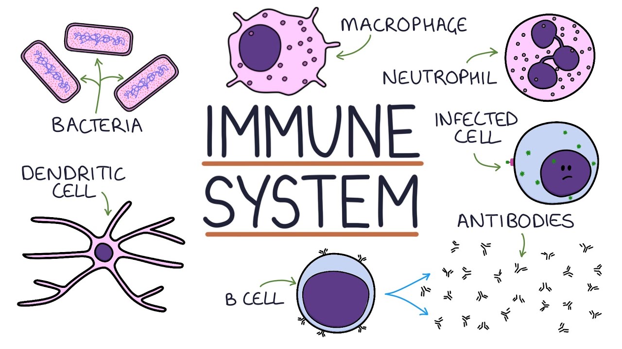 Immune System Concepts and Functions 9th - 12th Grade Flashcard | Quizizz