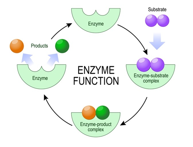 Enzymes and organelles and Their Functions 9th Grade Flashcard | Quizizz