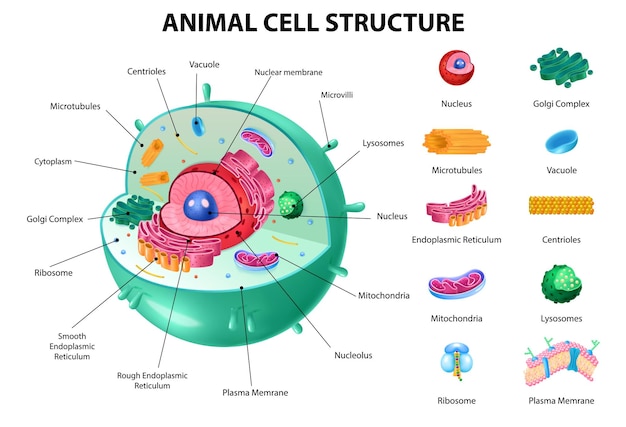 Cell Biology Flashcard 7th Grade Flashcard | Wayground (formerly Quizizz)