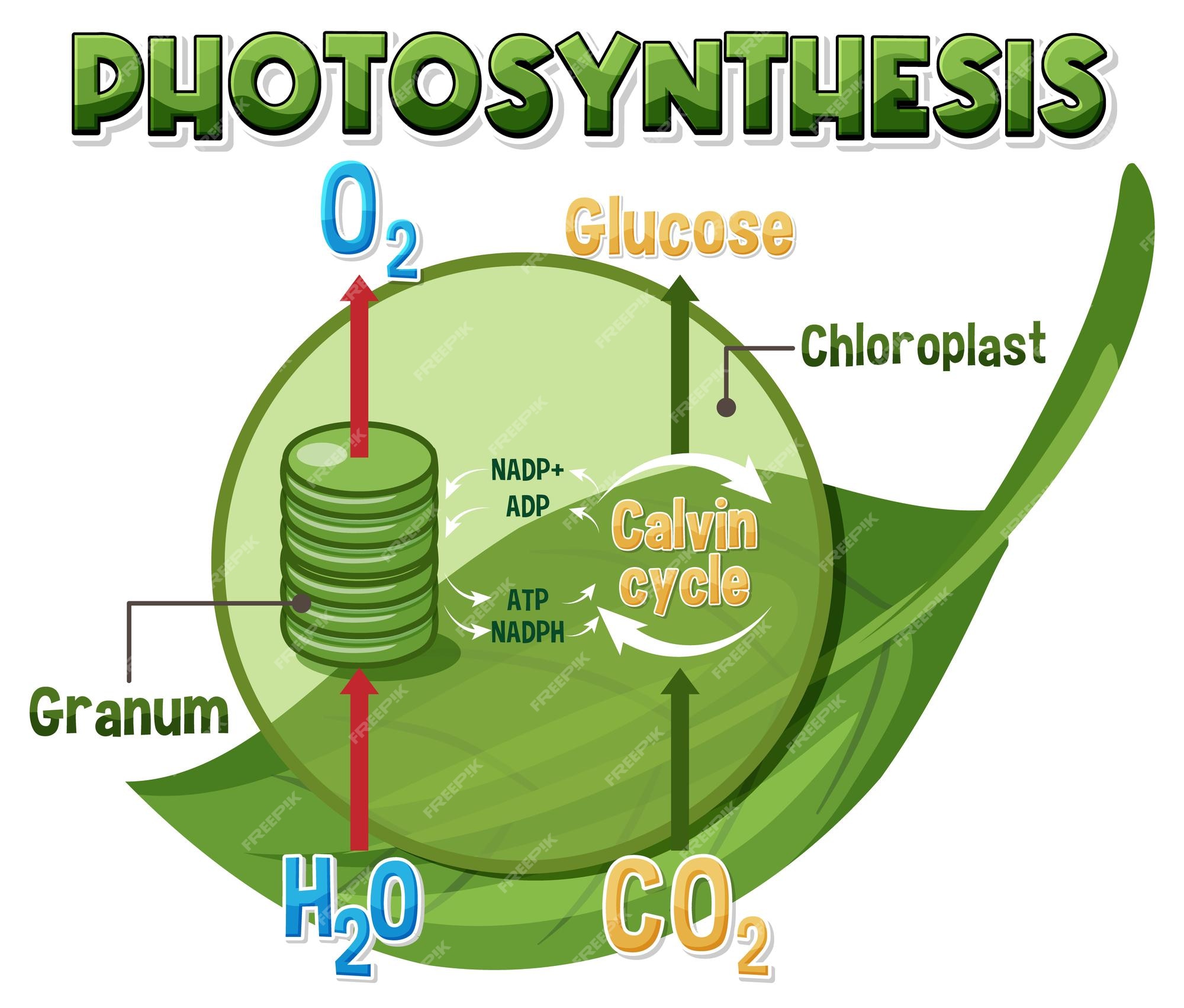 Photosynthesis Quiz 5th Grade Quiz | Quizizz