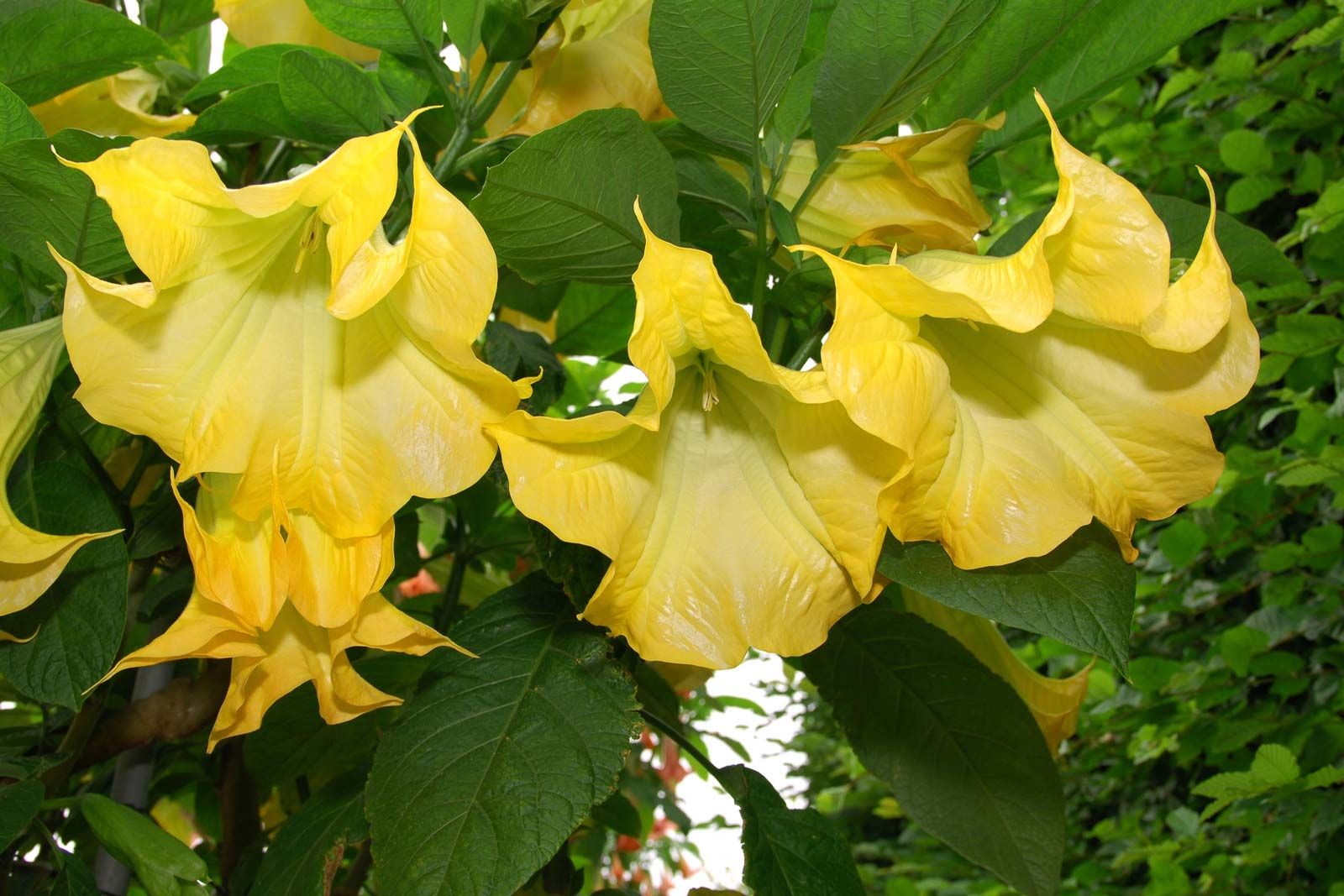 Understanding Angels in Islam Quiz