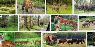 Tigers and Leopards Flashcard 4th Grade Flashcard | Wayground