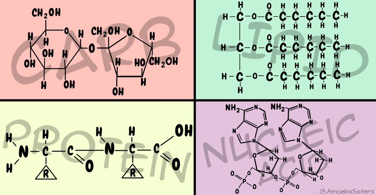 Biomolecules and Enzyme Test Review Quiz