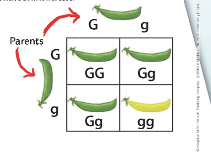 REVIEW - Inheritance of traits 9th Grade Flashcard | Quizizz