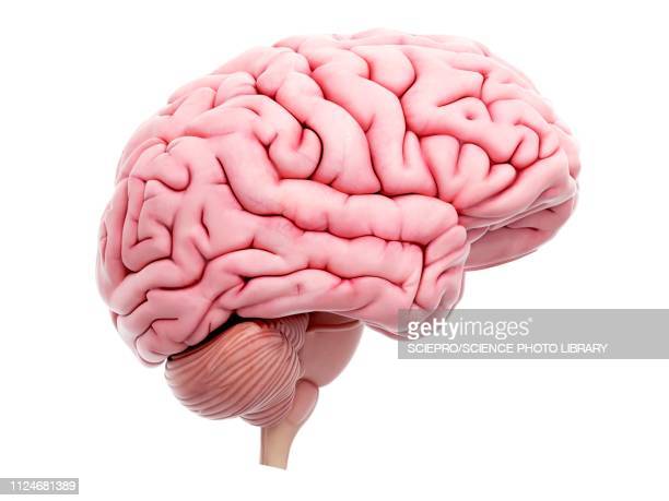 Brain and Learning Flashcard Flashcard
