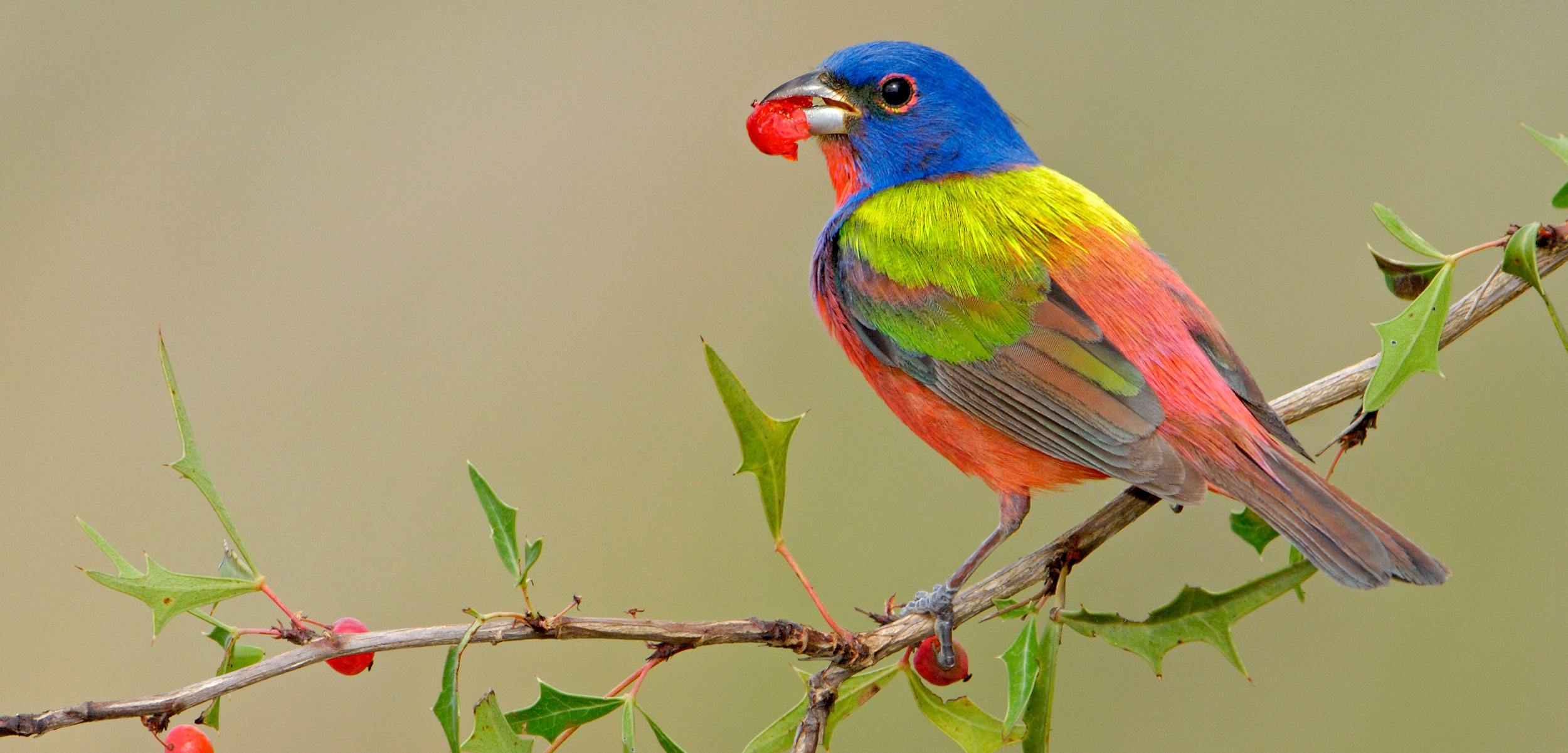 Bird Superpowers Quiz Quiz