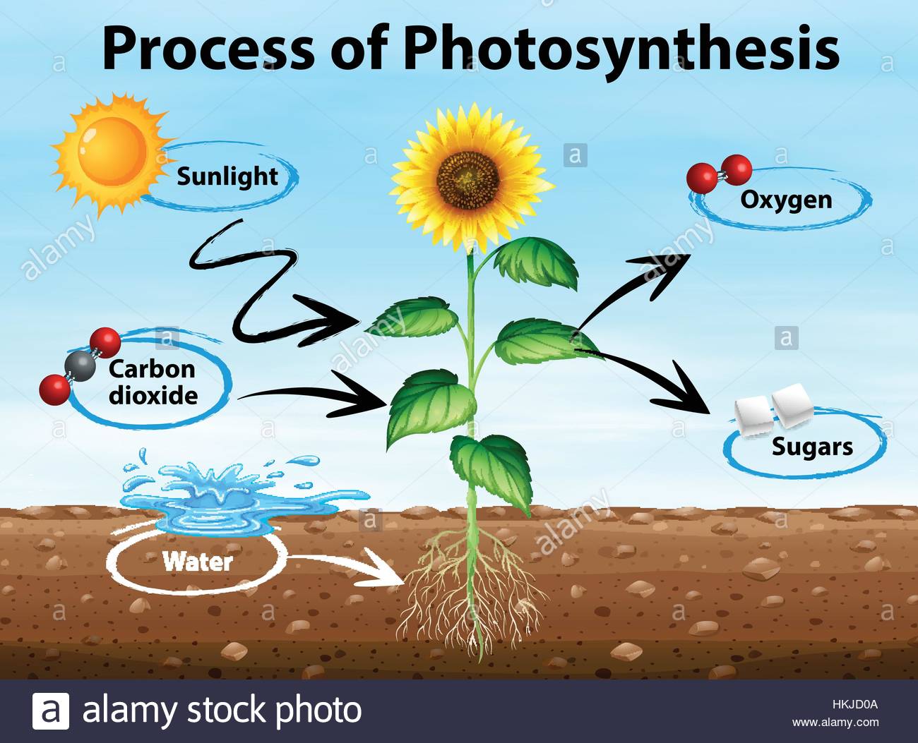 Unit 3 Quiz #2 Photosynthesis Review 12th Grade Quiz | Quizizz