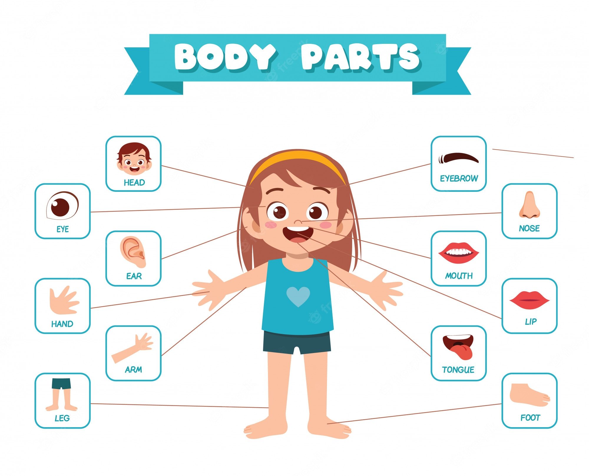 Italian Body Parts Flashcard Flashcards