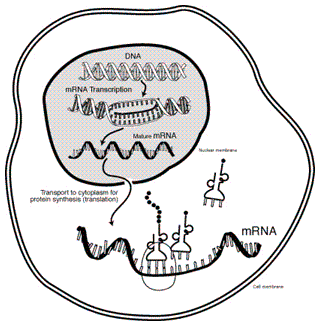 Unit 5: Central Dogma of Genetics 10th Grade Flashcard | Wayground