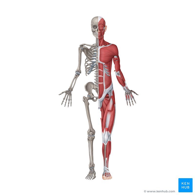 Muscle Functions and Tendons 7th Grade Flashcard | Quizizz