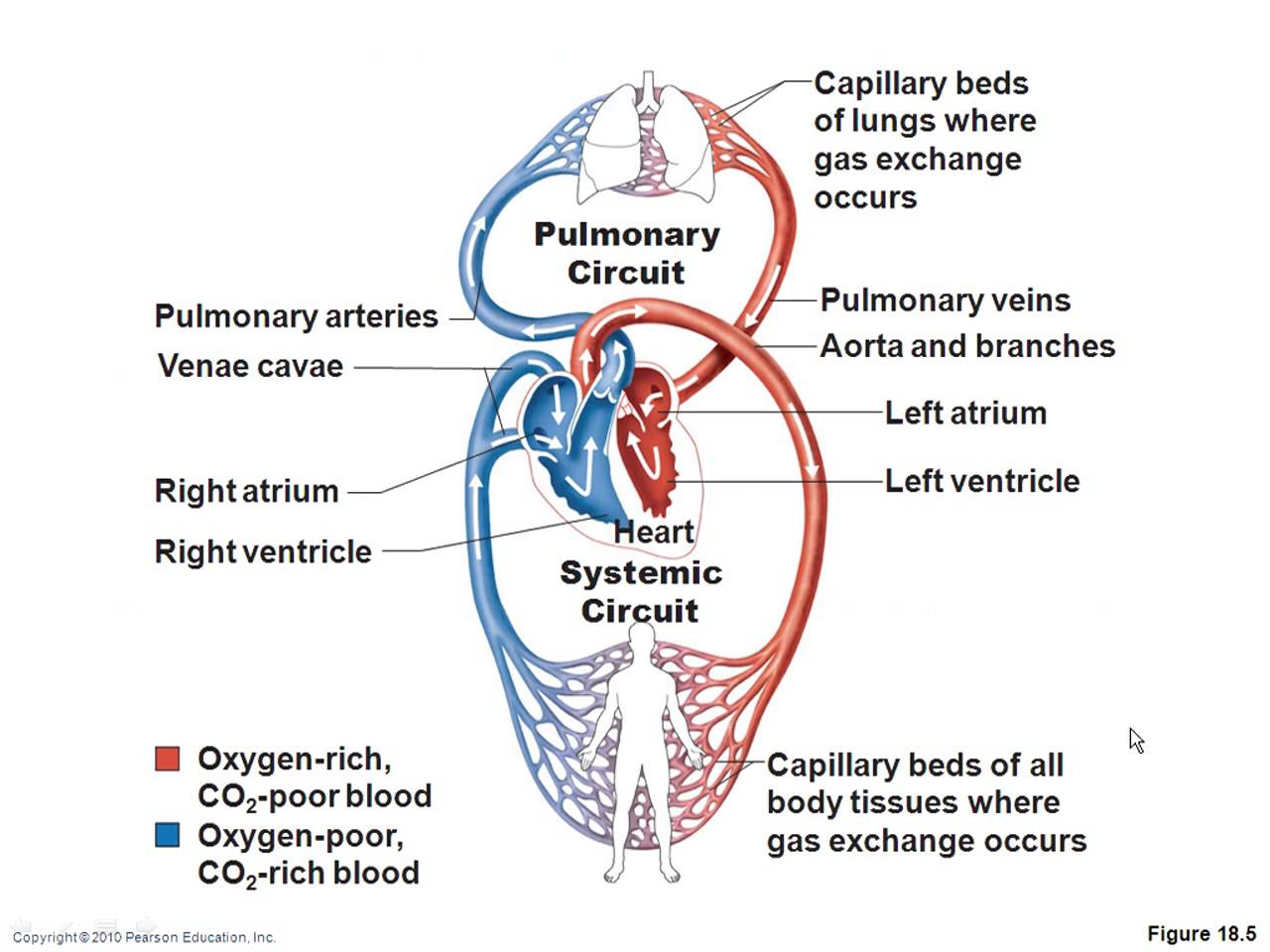 Fish Cardiovascular System Differences 9th - 12th Grade Flashcard ...