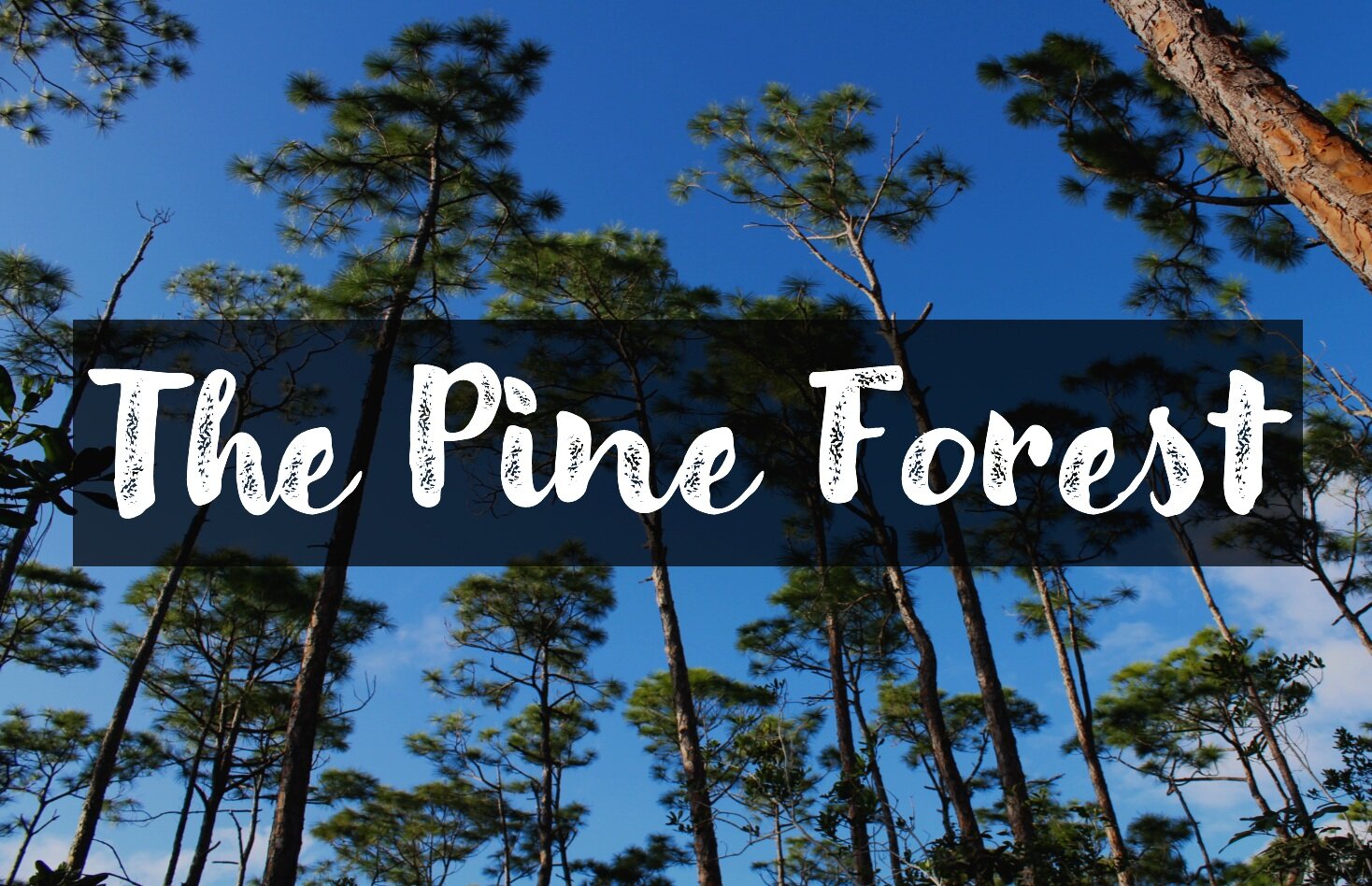 Bill Nye - Forests 11th Grade Flashcard | Quizizz