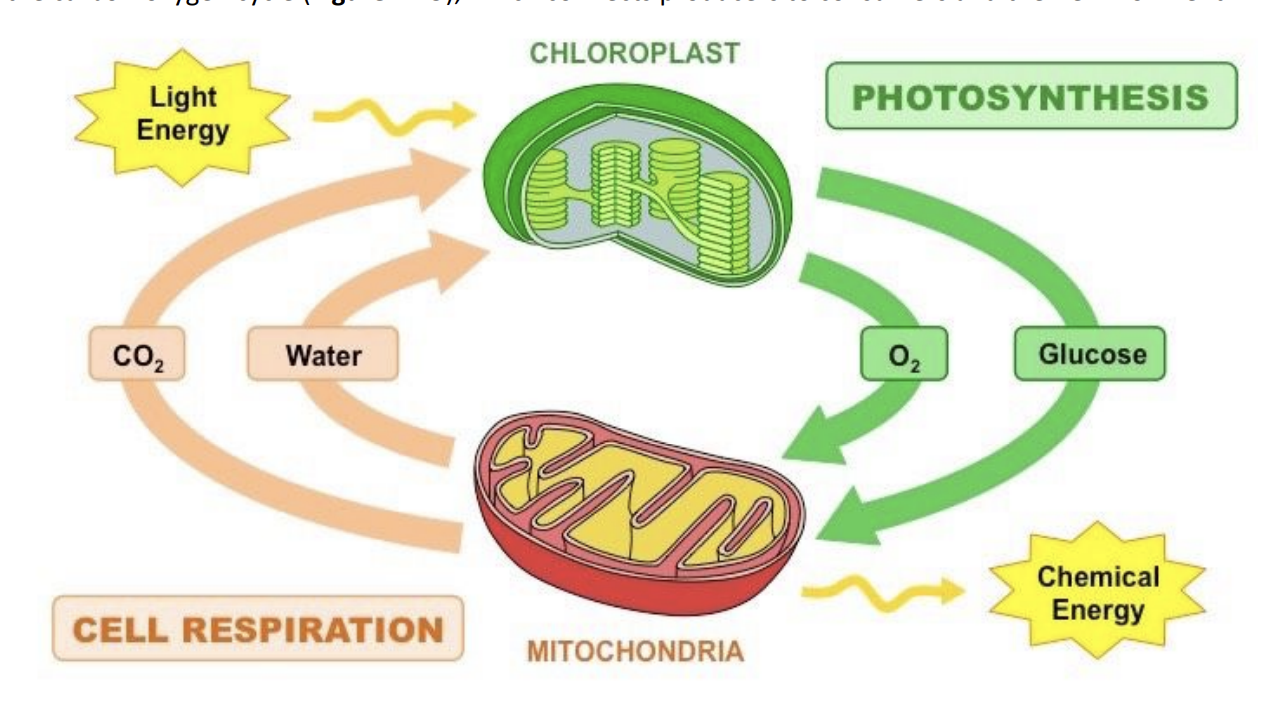 Photosynthesis & Cellular Respiration Review 10th Grade Flashcard | Quizizz