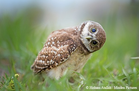 Burrowing Owls Quiz Quiz