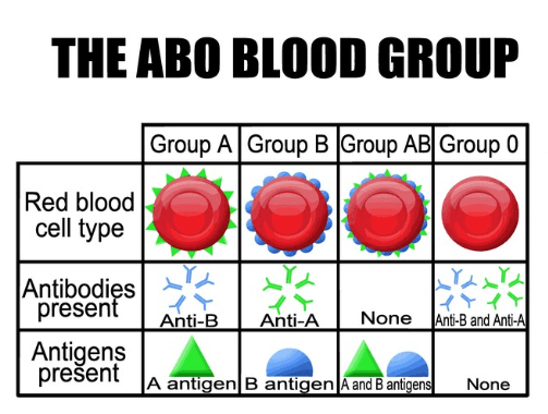 Blood Typing Review 9th - 12th Grade Flashcard | Wayground (formerly ...