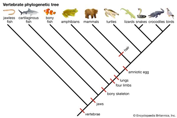 Cladogram & Phylogeny Tree Practice 2024 9th - 12th Grade Flashcard ...