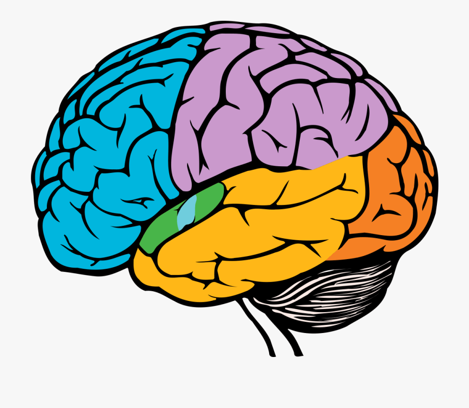Brain Structures and Review (Advisory) Flashcard