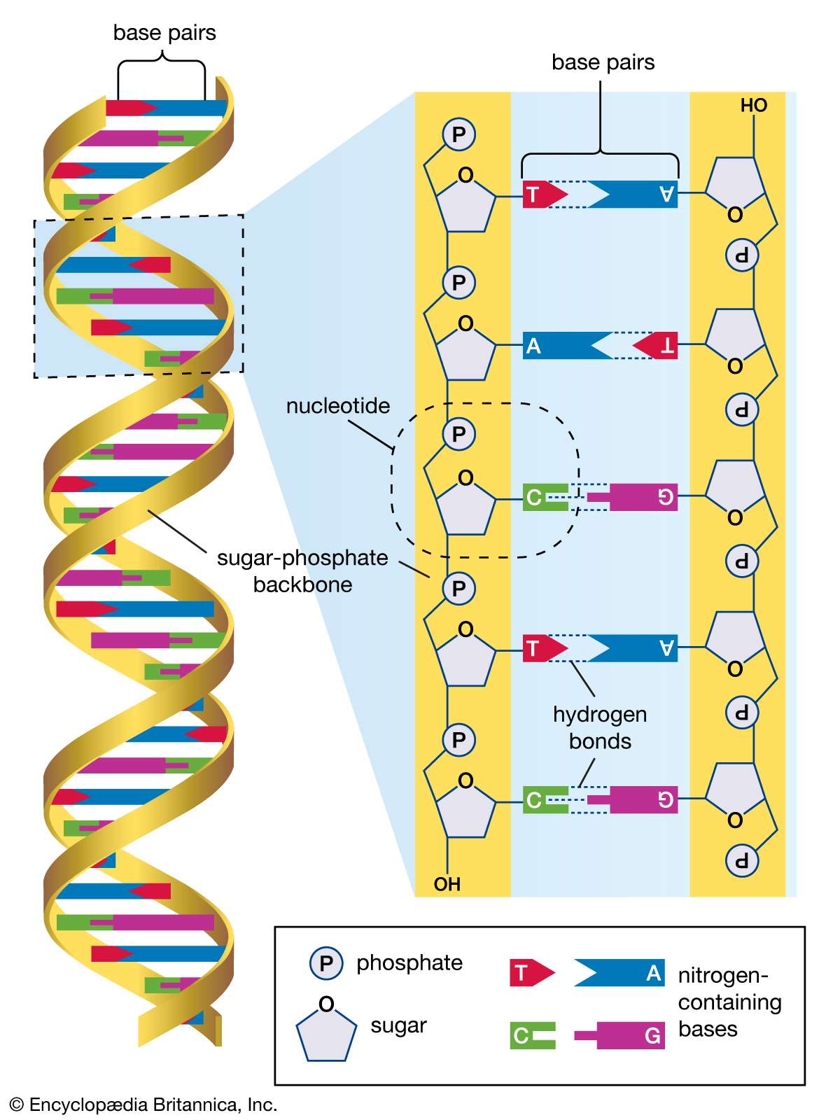 DNA Structure and Protein Synthesis 9th - 12th Grade Flashcard | Wayground