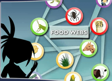 Food Web and Keystone Species Quiz 5th Grade Quiz | Quizizz