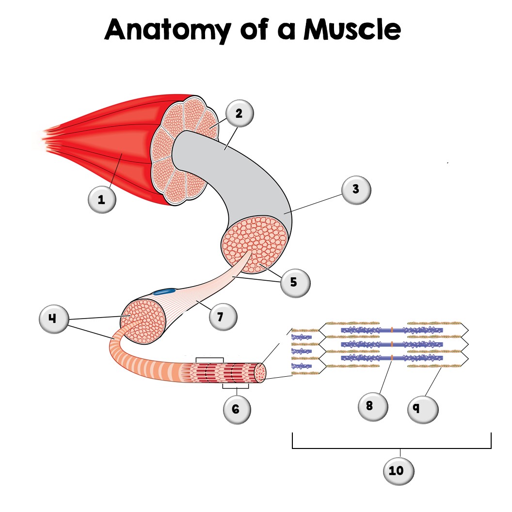 UNIT 2 Anatomy REVIEW Flashcard
