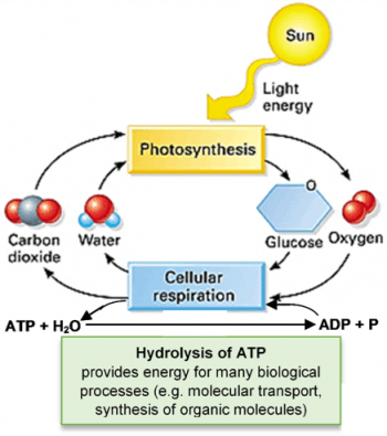 Photosynthesis and Cellular Respiration Test 7th Grade Flashcard | Quizizz