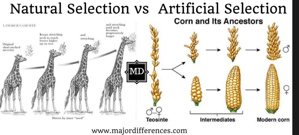 Sibley Natural/Artificial Selection Review Flashcards