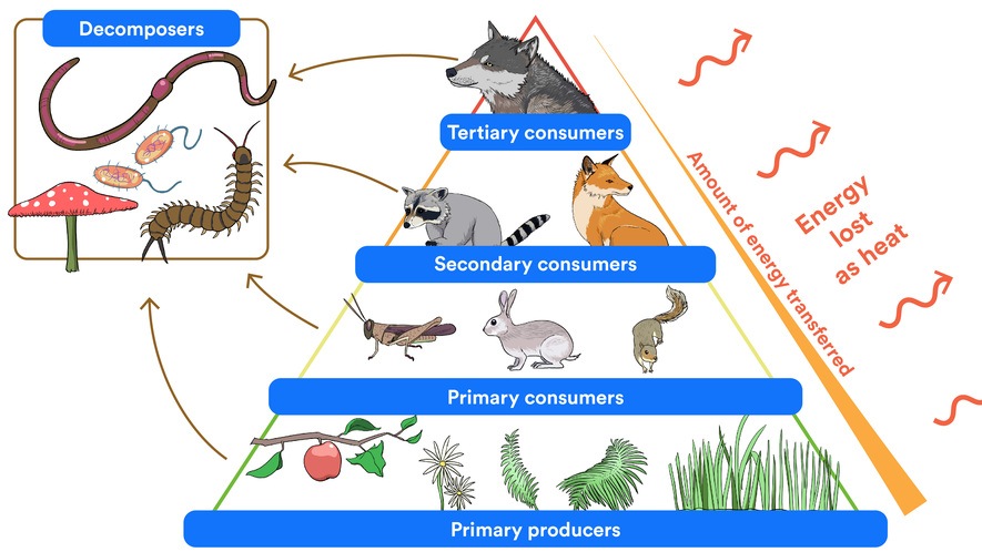 Ecosystems and Cellular Processes 9th Grade Flashcard | Wayground
