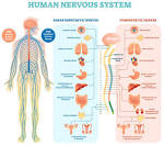 Autonomic Nervous System Functions University Flashcard | Quizizz