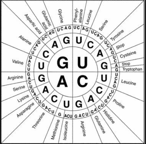 Flashcard 1-Unit 5-Codon Chart 9th Grade Flashcard | Quizizz