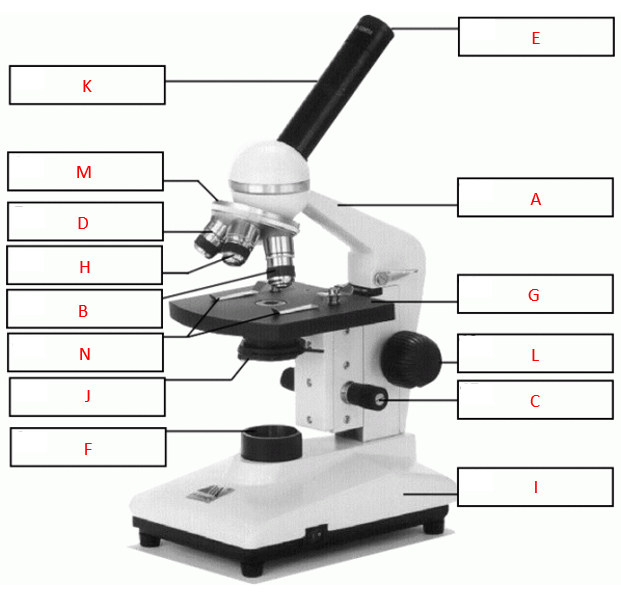 Microscope Labeling 9th - 12th Grade Quiz | Wayground