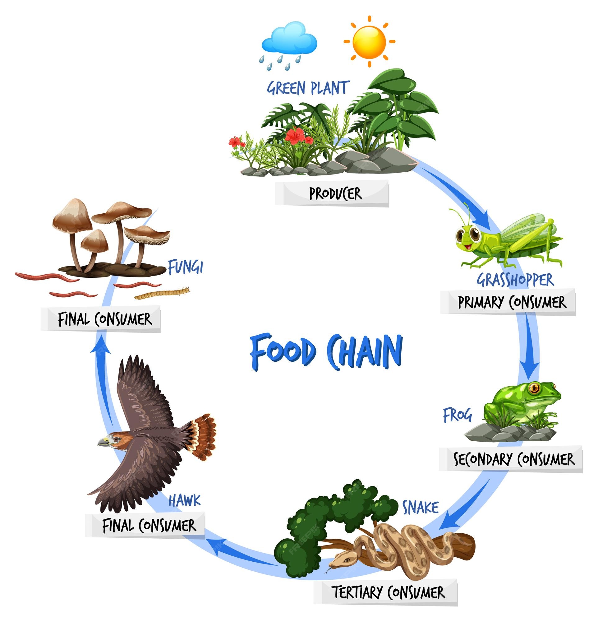 Food Chains and Webs Flashcard 5th Grade Flashcard | Wayground