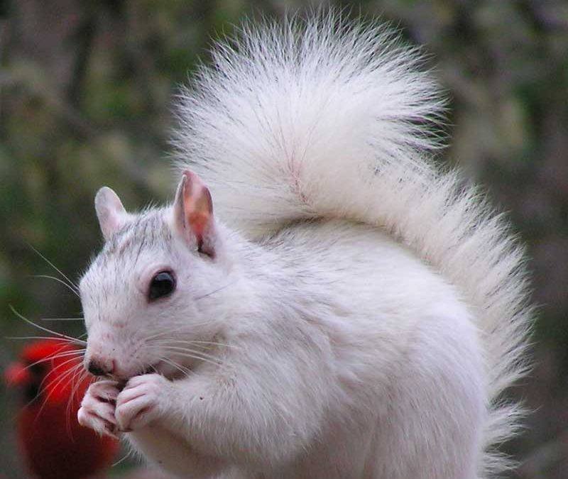 Albino Squirrel Vocabulary Test 3a/3b 8th Grade Flashcard | Wayground