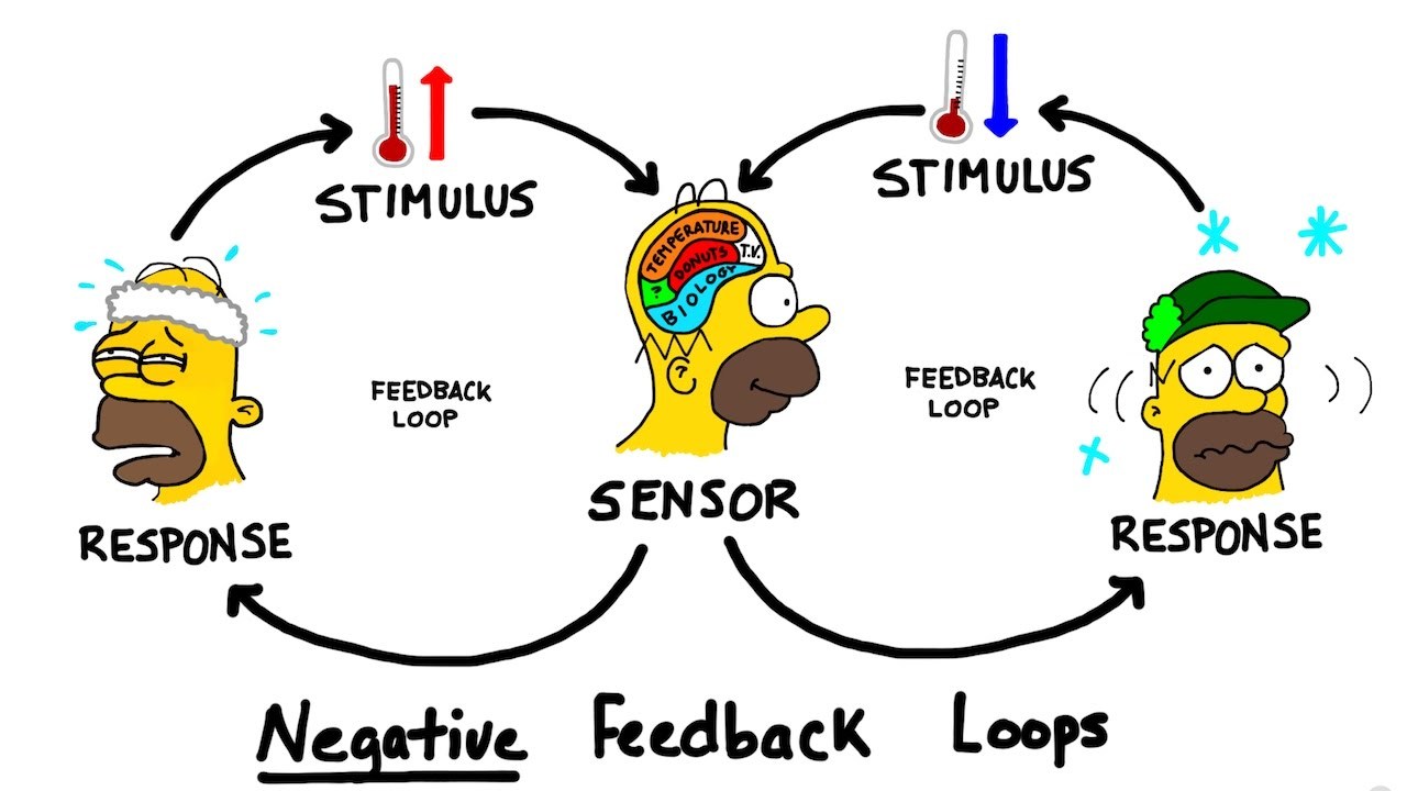 Homeostasis and Feedback Loops in Biology 9th Grade Flashcard | Quizizz